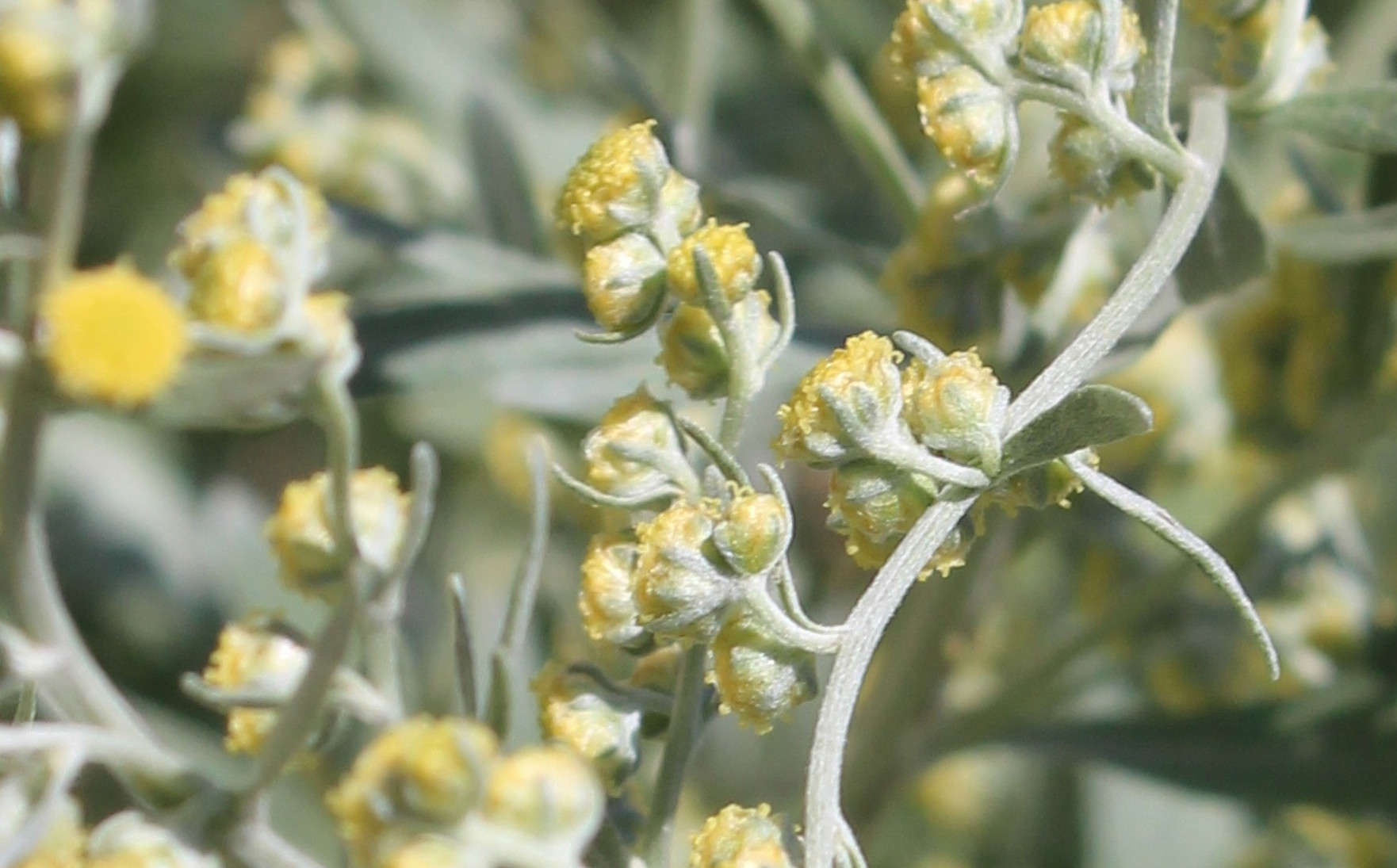 Assiniboine Forest Plant Life: Weeds in the Assiniboine Forest