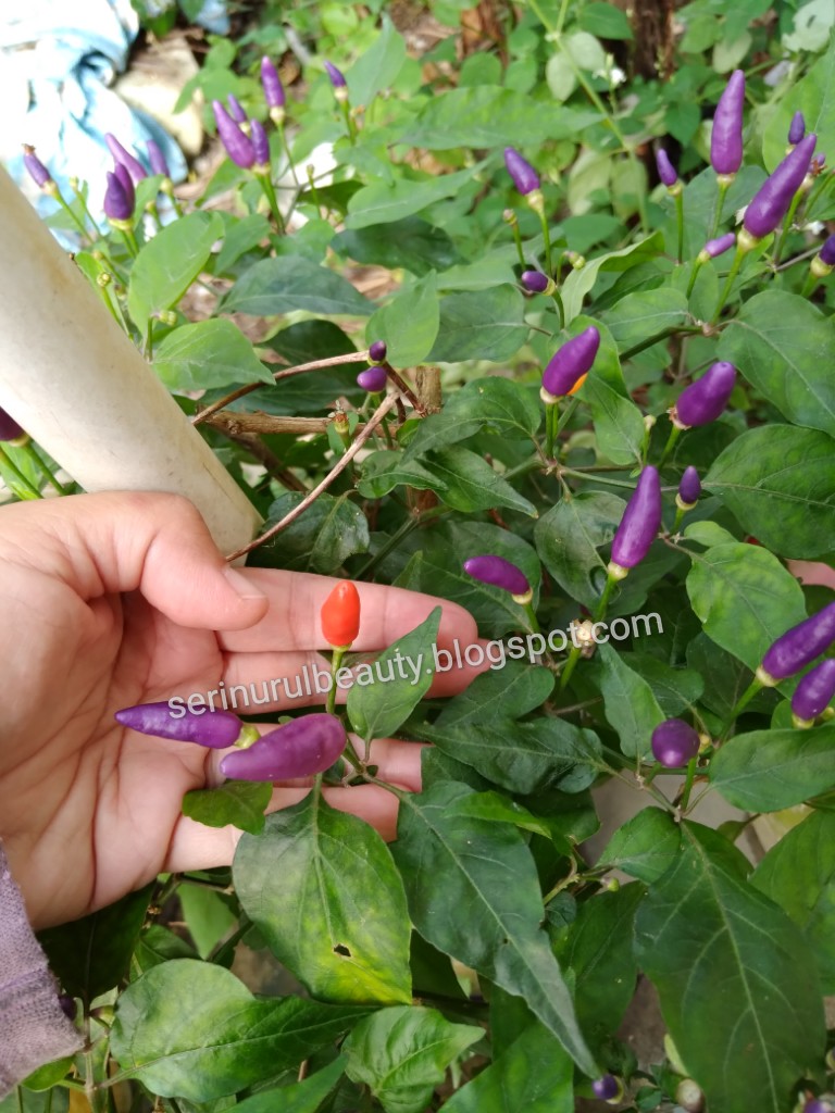 Healthy Nurul Beauty: The pretty healthy look of my purple chili fruits