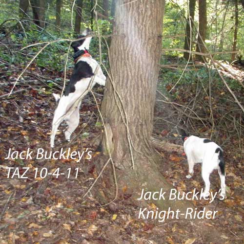 Buckley Mountain Feist Squirrel Dogs