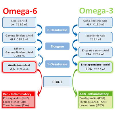 Dr Borys Medycyna Estetyczna: Omega-3 vs omega-6 fatty acids