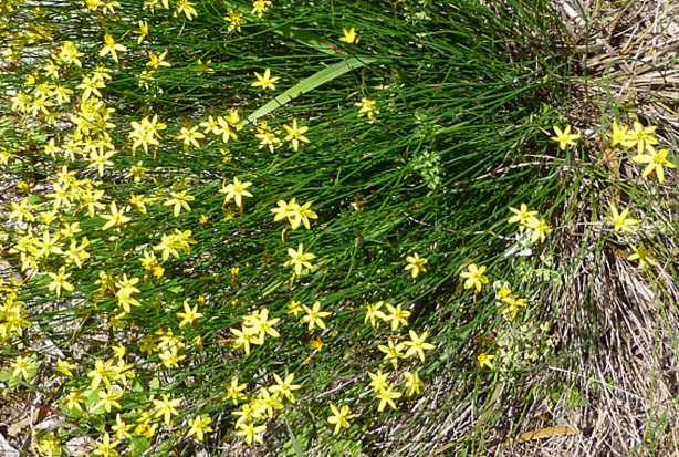 ALAM TUMBUHAN: KELUARGA ALOI VERA / ALOIA (Xanthorrhoeaceae family)