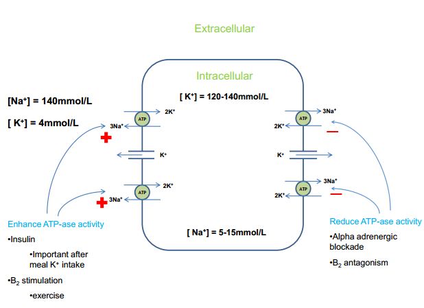 Tutor's Notes: general, cardiovascular, respiratory and renal ...