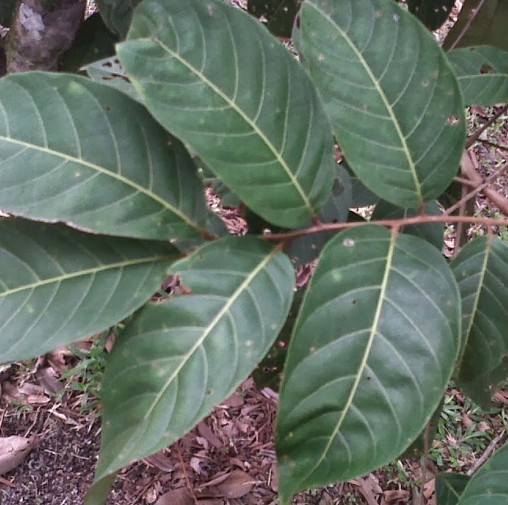MANFAAT DAUN RAMBUTAN - MANFAAT DAUN DAN BUAH