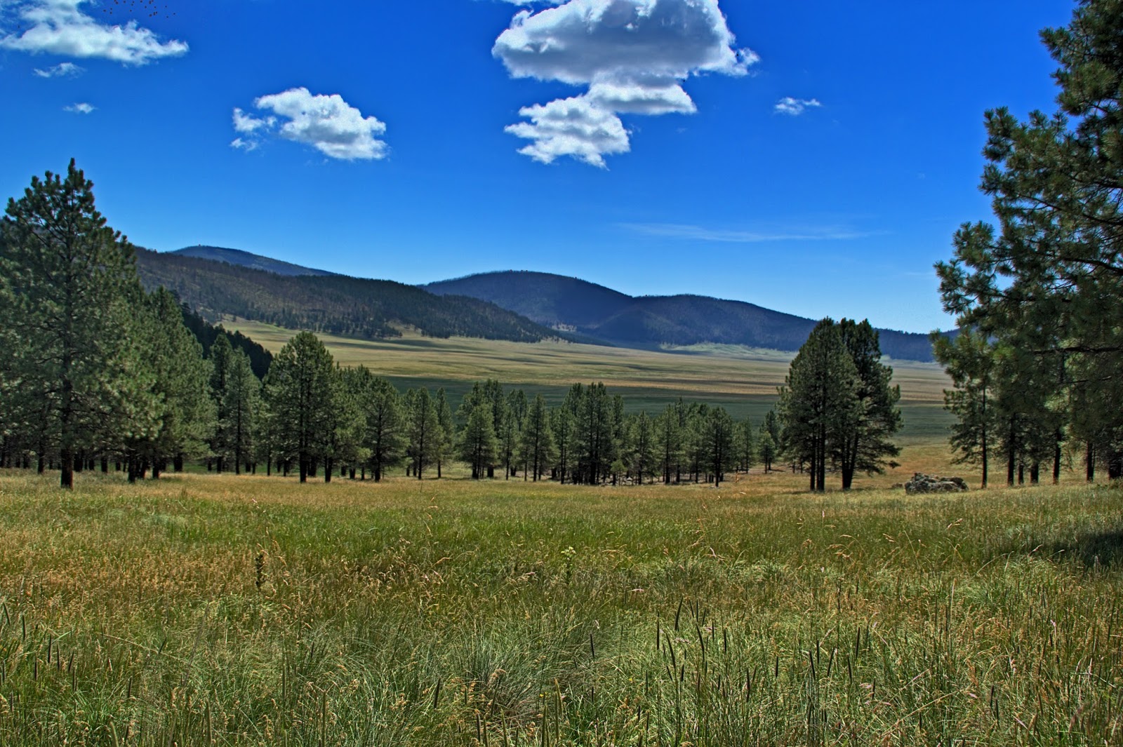 Tom Winfield Photography: Valles Caldera
