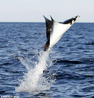 Drive To Nature: Giant Manta Rays