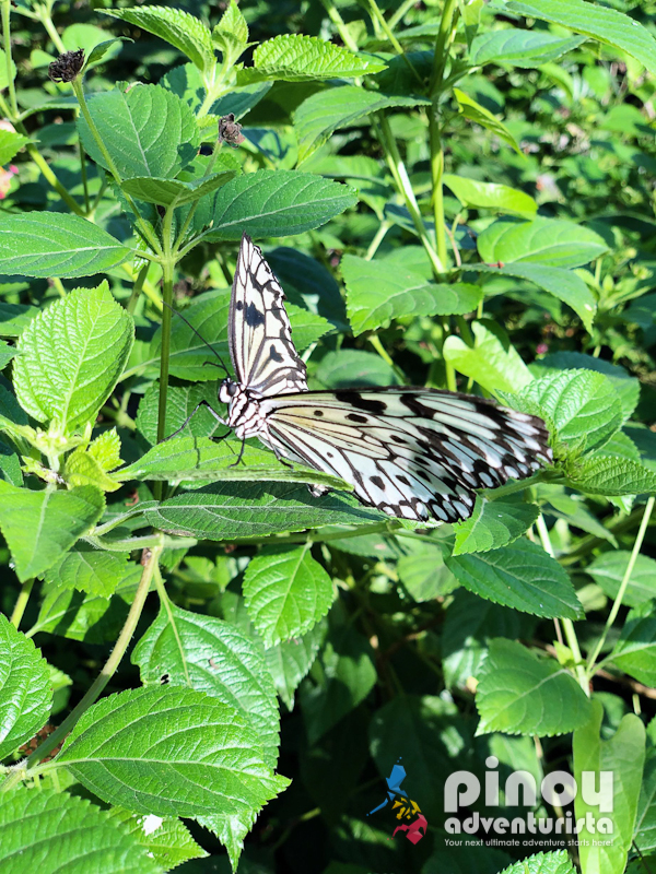 MARINDUQUE ITINERARY: 25 Best MARINDUQUE TOURIST SPOTS and Things to Do ...