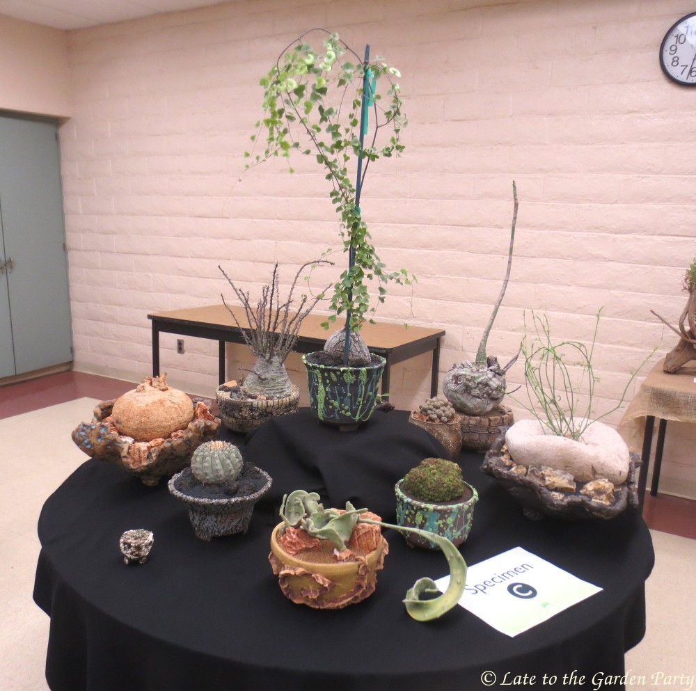 Late to the Garden Party: Cactus & Succulent Show & Sale