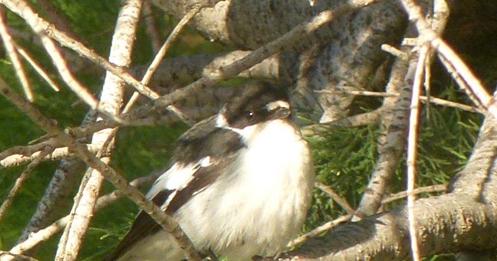 Forty Years of the EU’s Birds Directive