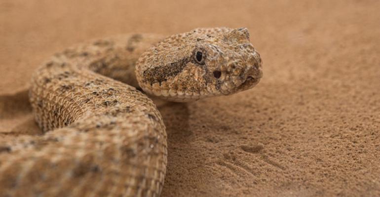 Snakes of around the world: Sidewinder