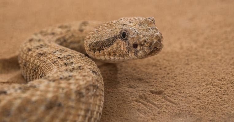 Snakes of around the world: Sidewinder