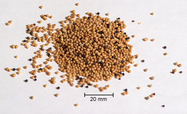 LiturgyTools.net: Pictures for the 11th Sunday of Ordinary Time, Year B