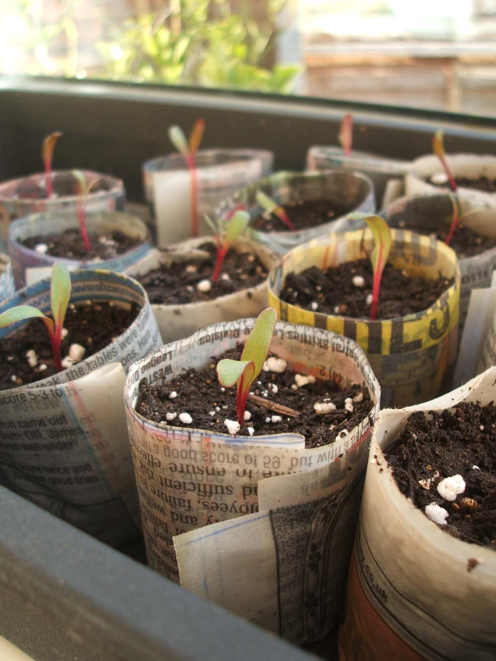 Me, You and Magoo: Making recycled paper pots