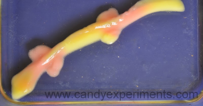 Candy Experiments: Swollen Gummy Geckos