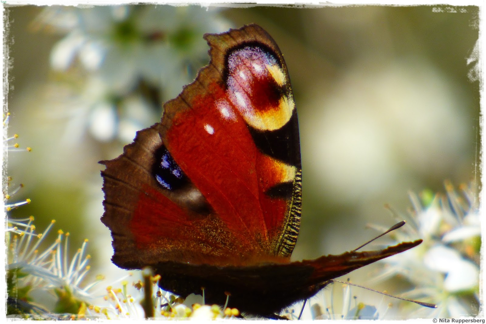 Kaalvoet in Engeland: Skone Skoenlappers