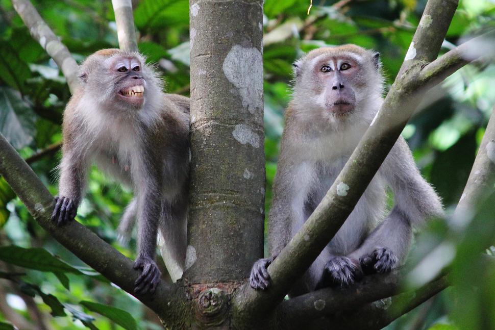 Crystal and Bryan in Singapore: Dairy Farm Nature Park