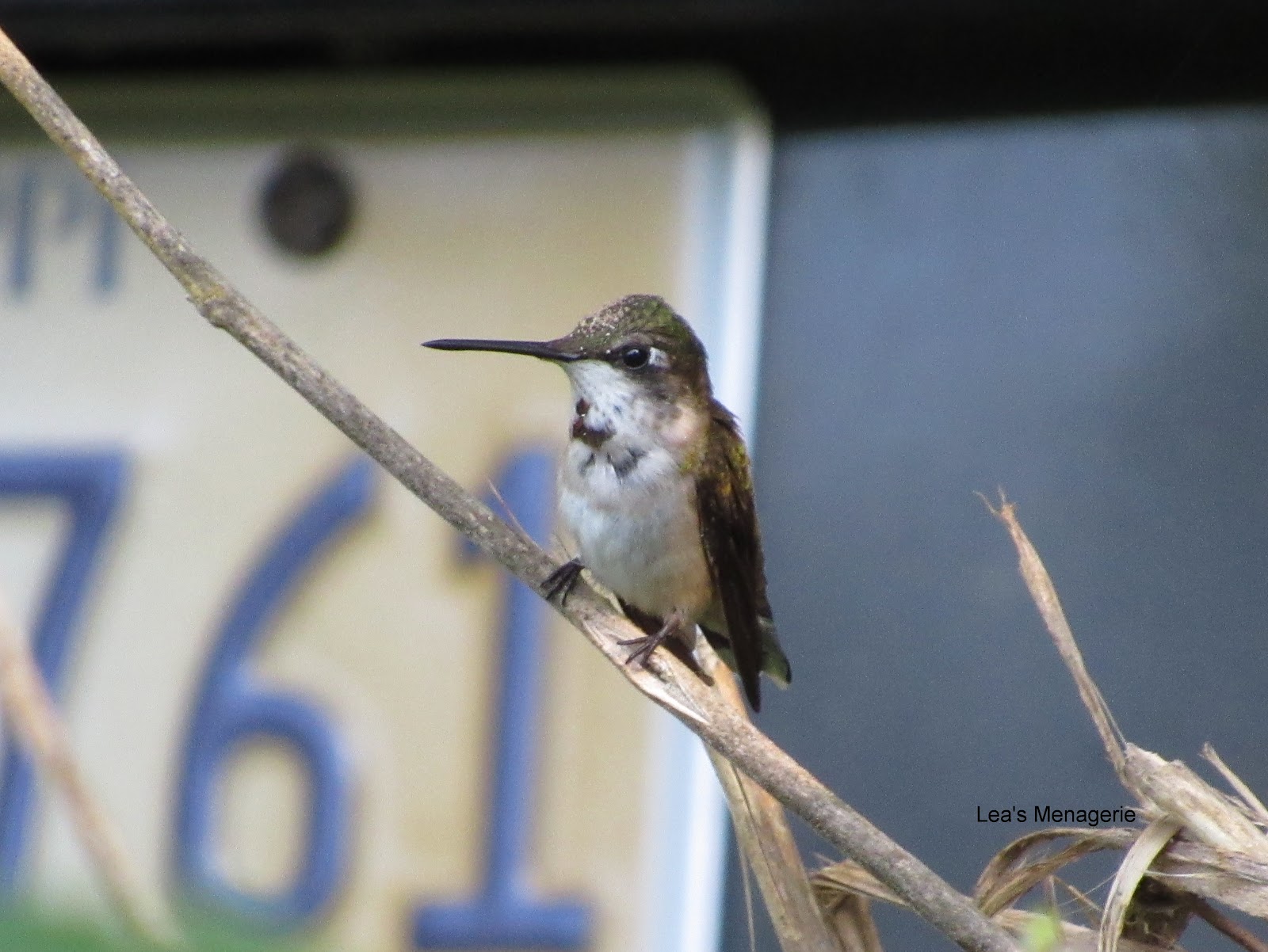 Lea's Menagerie: Hummingbird, August 28, 2019