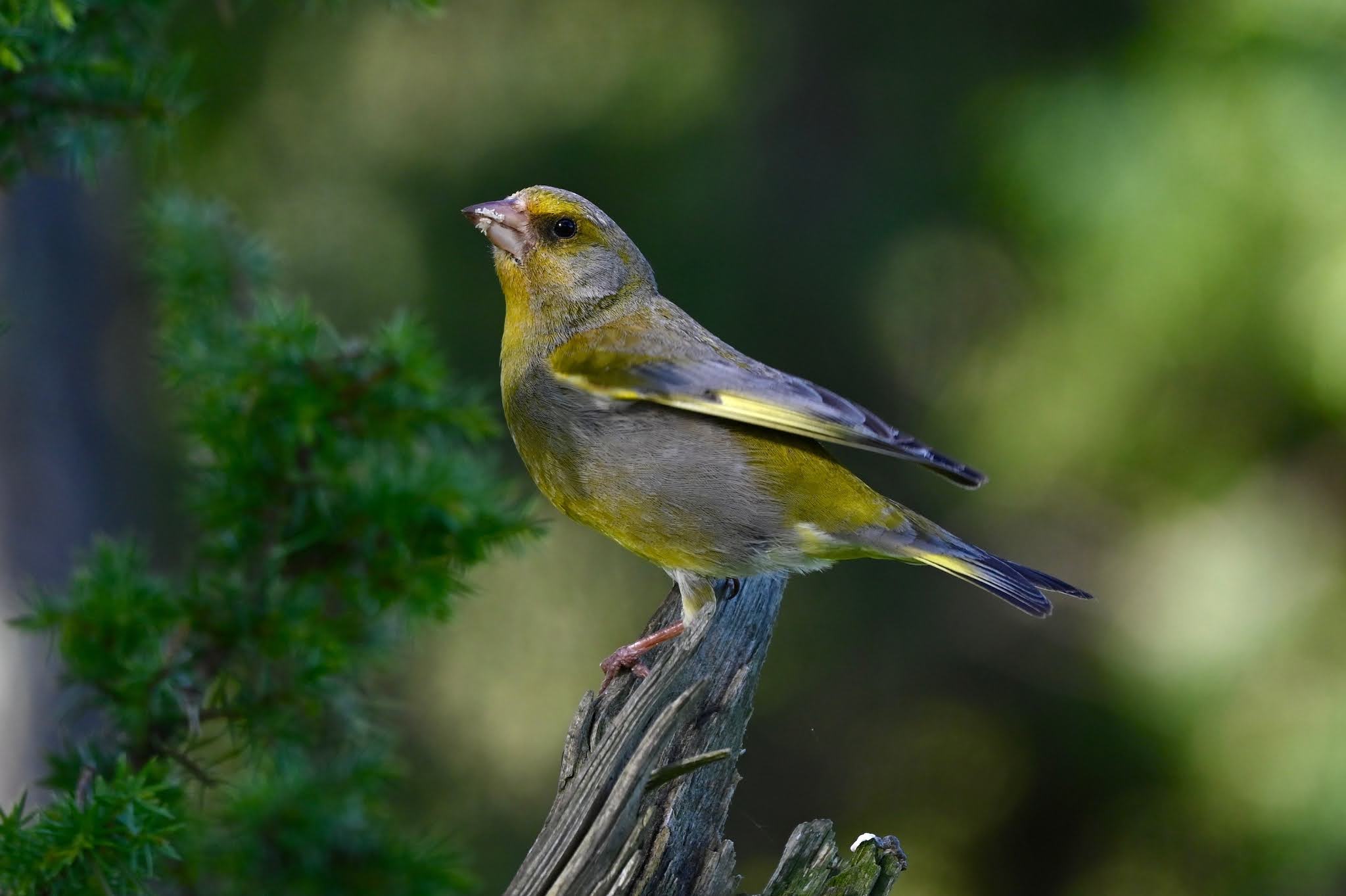 Naturfoto Einar Hugnes: Småfugler i sommervarmen