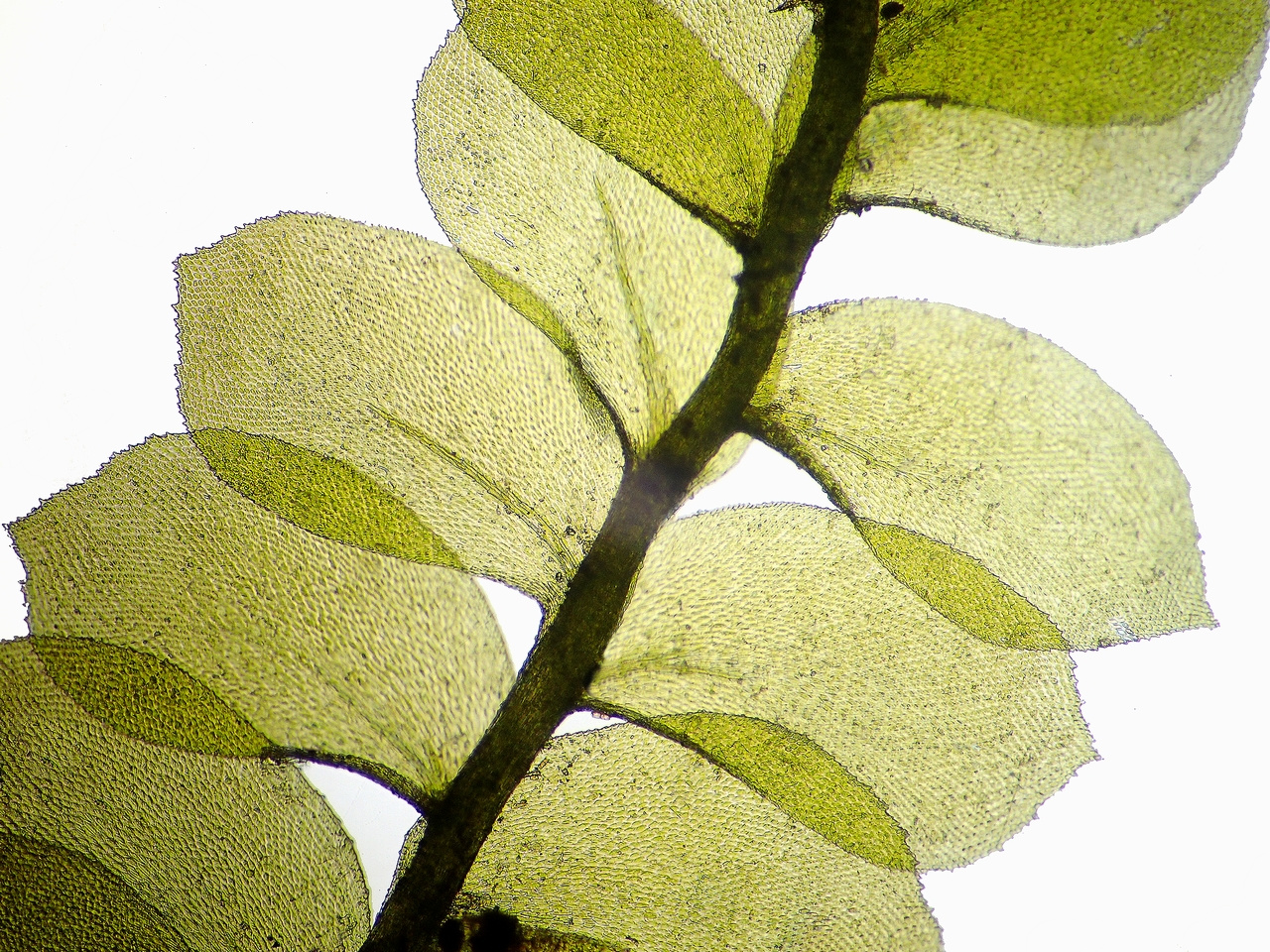 そよ風のなかで Part2: 2月 2016