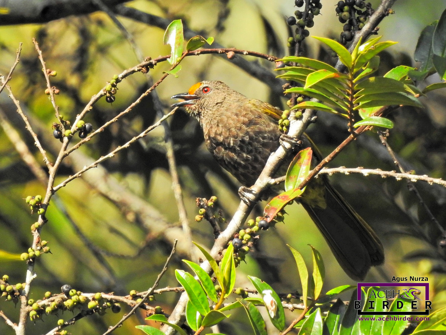 Birding in Sumatra, Birding in Indonesia: Aceh Bulbul