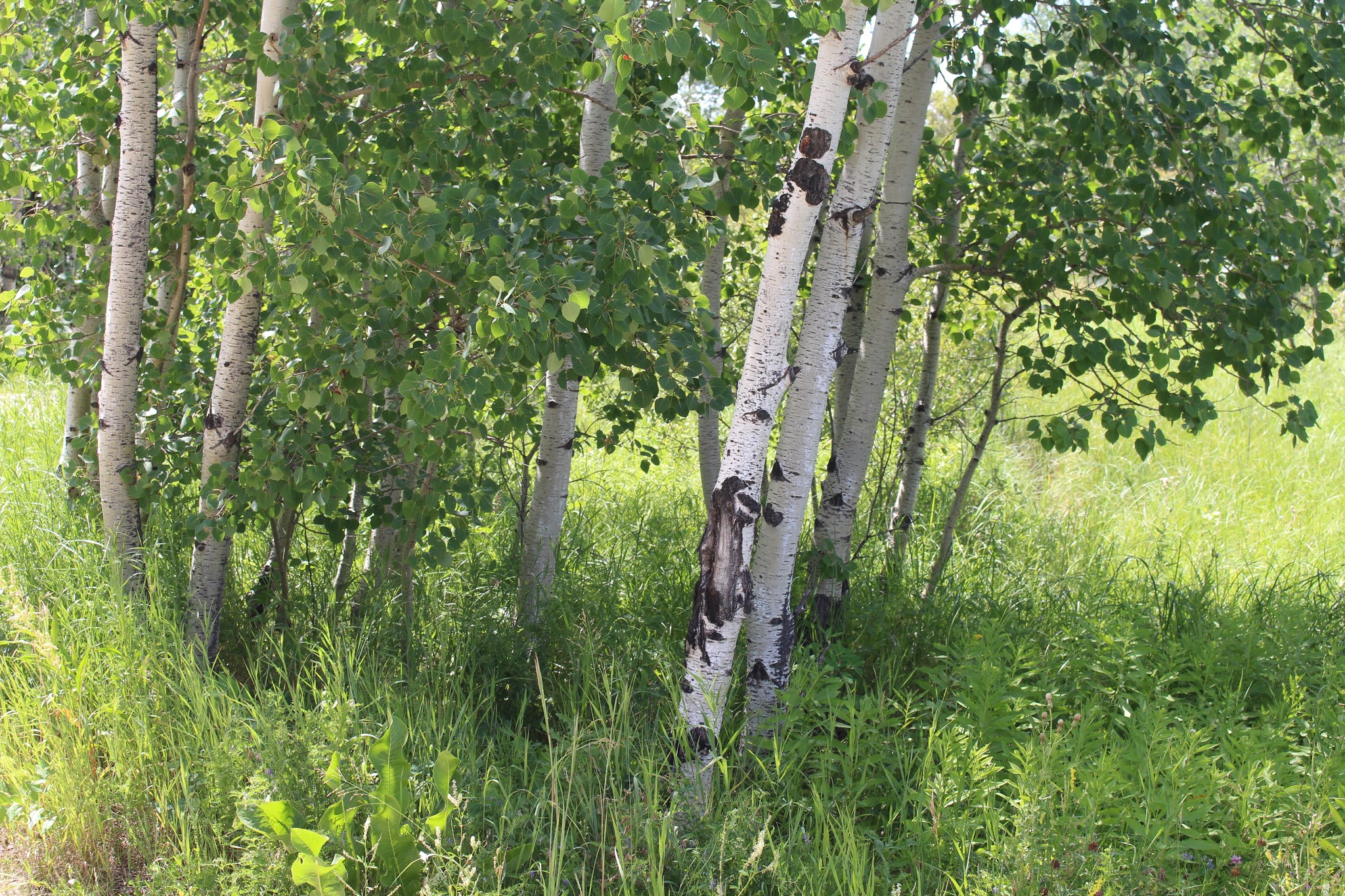Assiniboine Forest Plant Life: Trees in the Assiniboine Forest