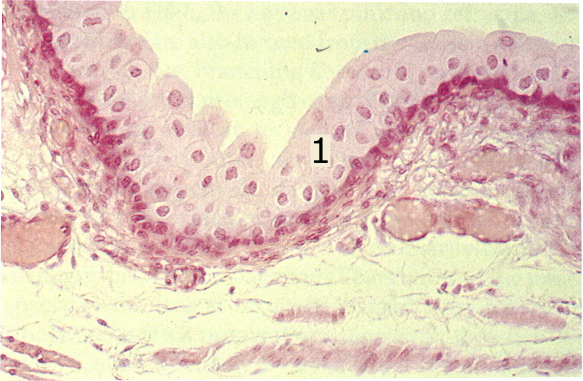 What is Epithelial Tissue ? Histology | Anjani Mishra