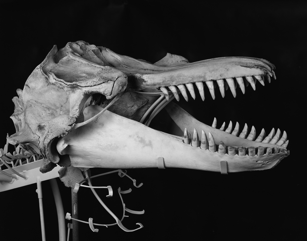 Robert S. Pohl ... : Orca Skull