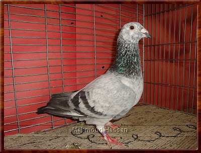 Pigeons for sale: Colored Race Pigeon