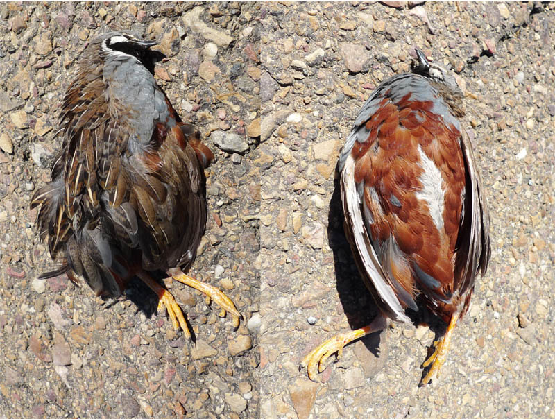 Aves de Extremadura: CODORNICES EXÓTICAS: CHINAS Y JAPONESAS