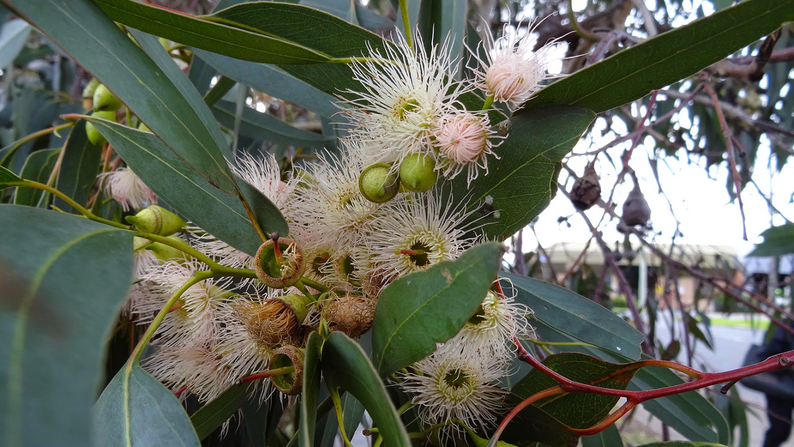 MAP: MELBOURNE STREET TREES 82 - WHITE BOX