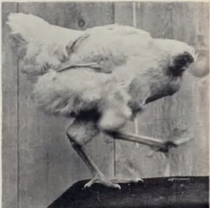 EL CASO DEL POLLO QUE VIVIÓ SIN CABEZA POR UN AÑO Y MEDIO - LA HISTORIA ...