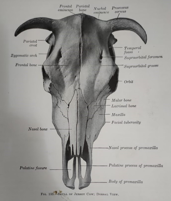The Axial Skeleton | Gross Anatomy | Anjani Mishra