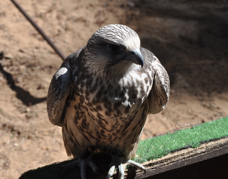 ZOOTOGRAFIANDO (6.100 ANIMALS): HALCÓN SACRE / SAKER FALCON (Falco cherrug)