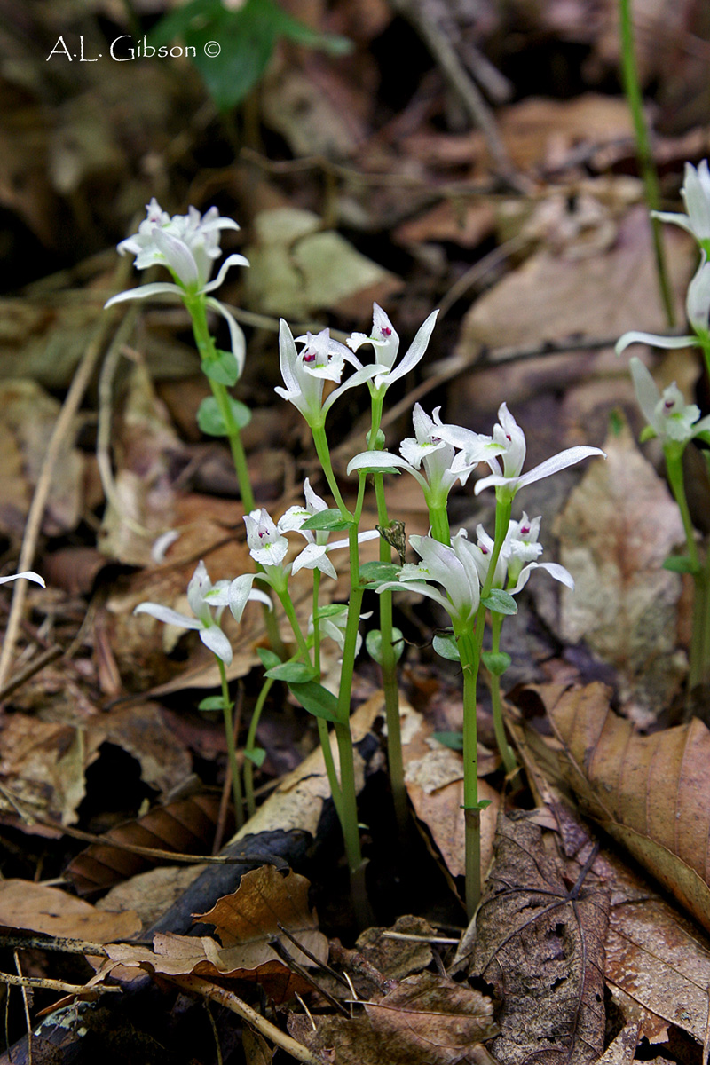 The Buckeye Botanist: The Tale of the Three-birds