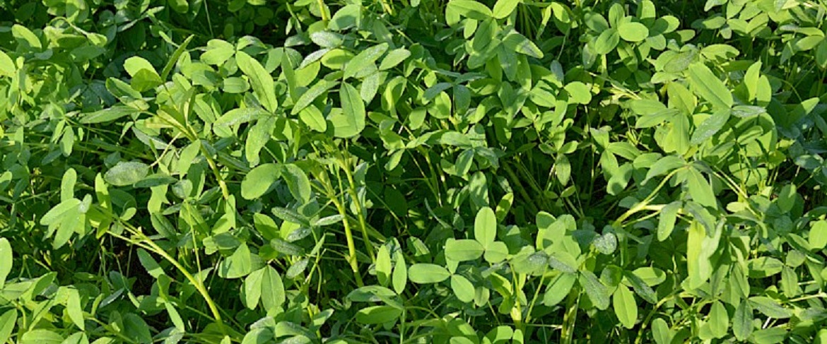 Cultivation of Berseem ; A complete Information Guide - Agrovista-Farming