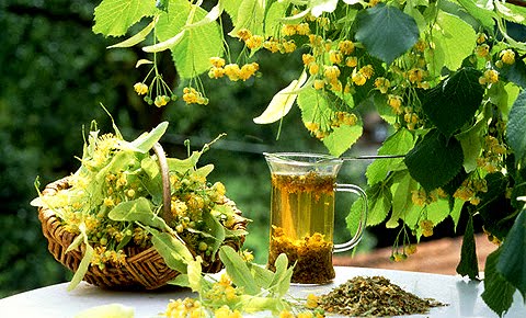 pandhoraa: Florile de tei intre legenda si ritualuri de dragoste