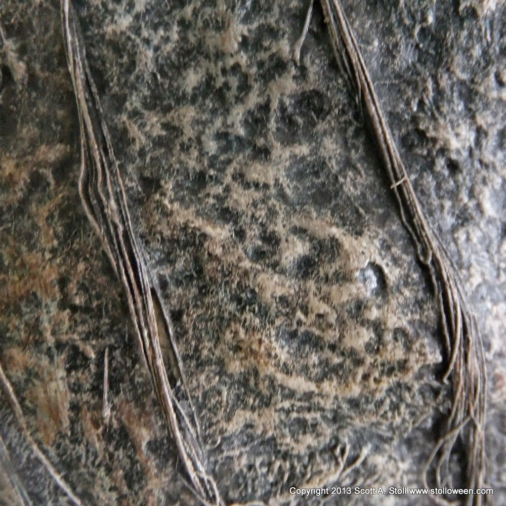 Scotty ART: Zombie Texture by Design