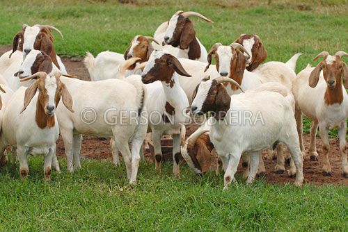NOSSA TERRA: Perguntas e resposta sobre o BOER