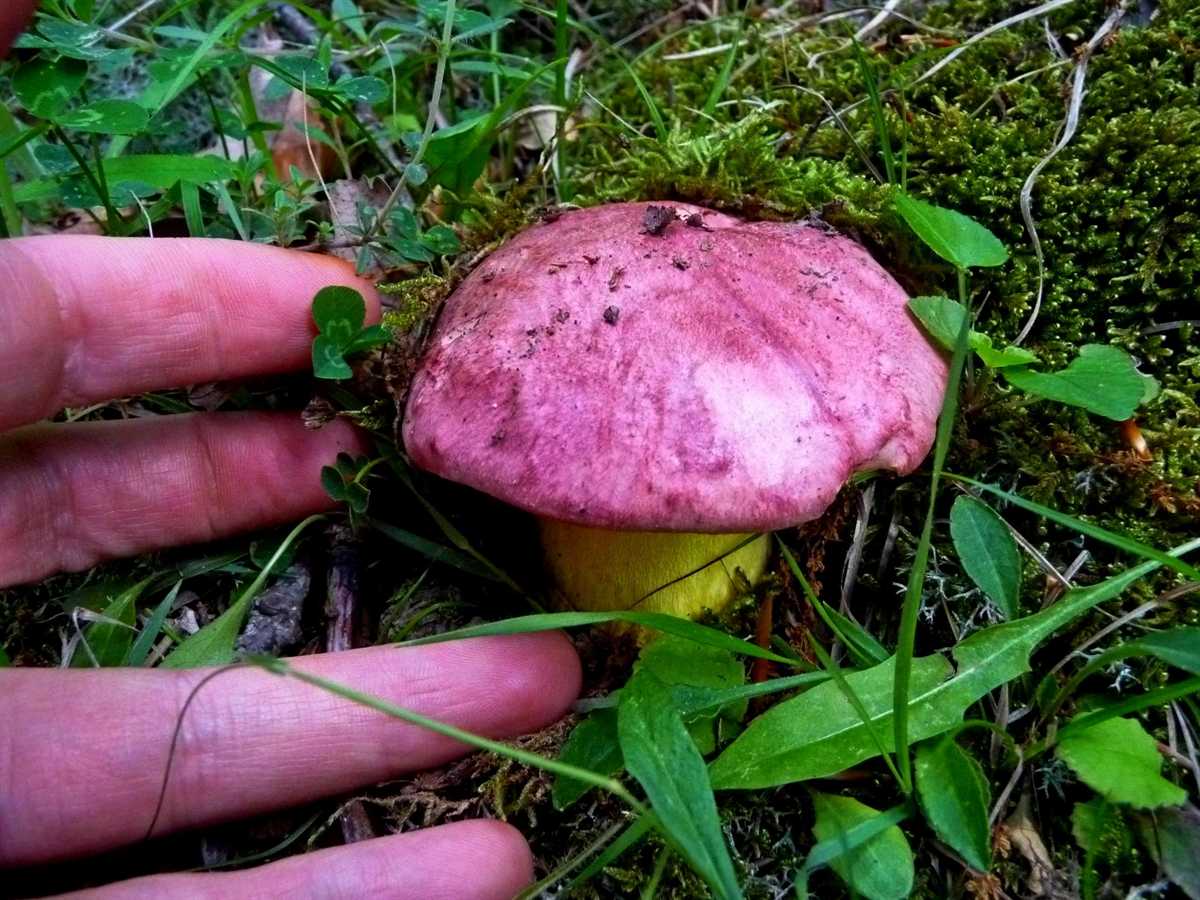 r o b i n 's y a r d: Boletus (I)