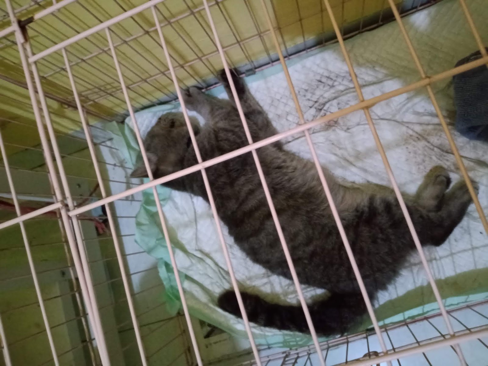 FUS Pada Kucing dan Kematian Pomilo - silviananoerita