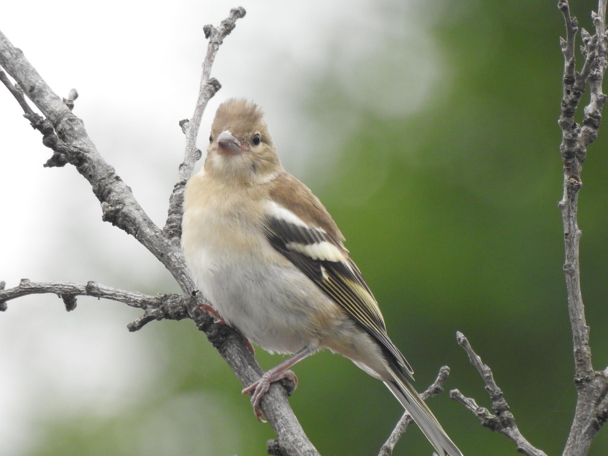 PASARI DIN ROMANIA: CINTEZA, Fringilla coelebs