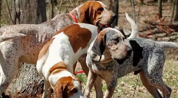 American English Coonhound Dog Breed Info: Price, Characteristics ...