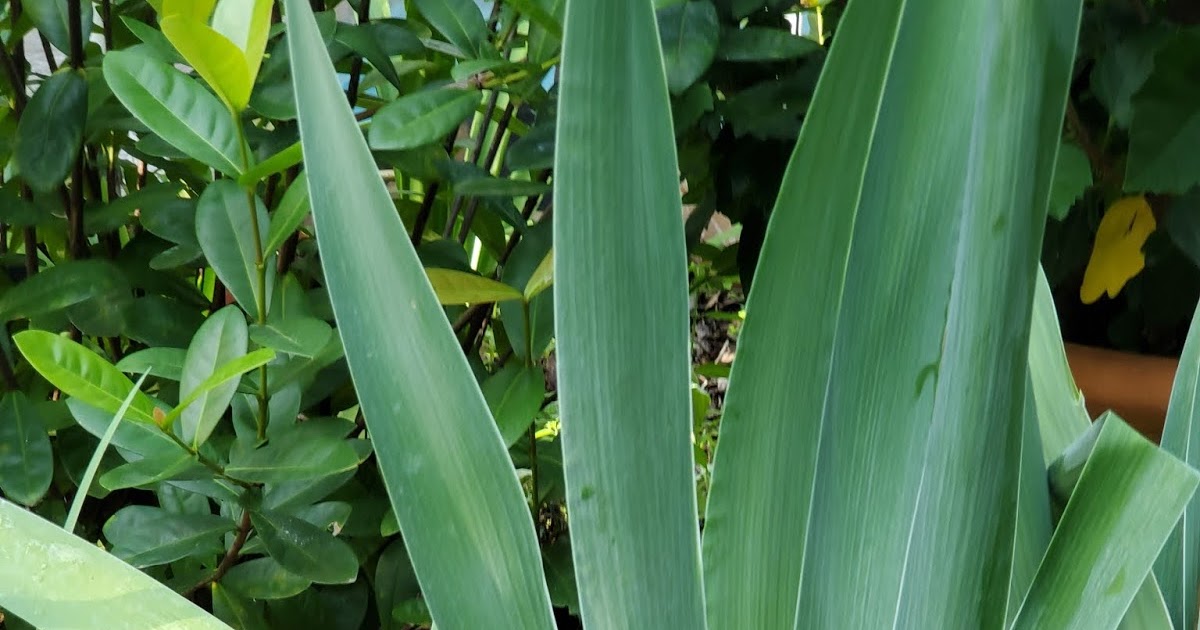 Botany Professor: The folded leaves of Iris