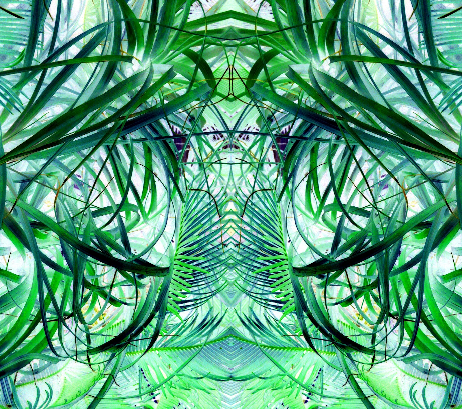 MarianneDowFoto Blog - Art Photography by Marianne Dow: Frond-Lishus ...