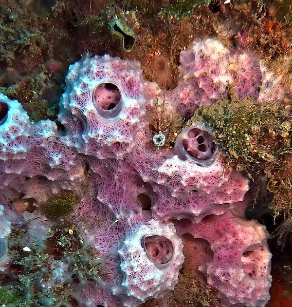 Naturaleza y Fotografía en Motril: Dysidea avara