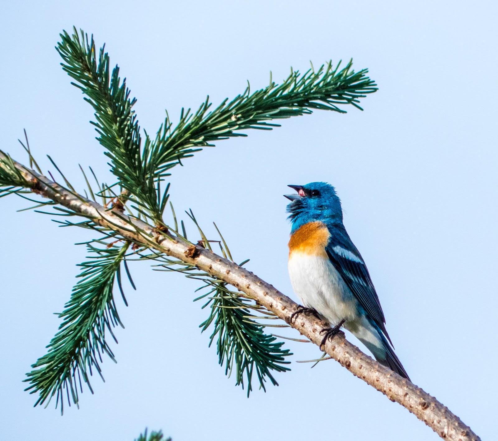 Shoreline Area News: For the Birds: Fourth of July -- The Red White and ...