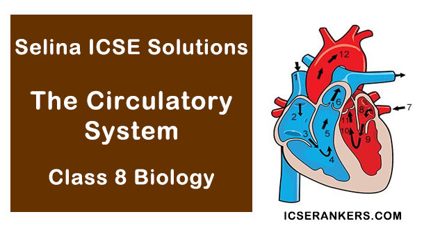 Selina Chapter 6 The Circulatory System ICSE Solutions Class 8 Biology