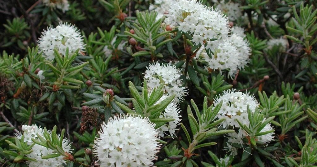 Ledum palustre (homeopathie)