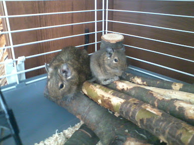 Veverita Degu (Octodon Degus): COMPORTAMENTUL VEVERITEI DEGU