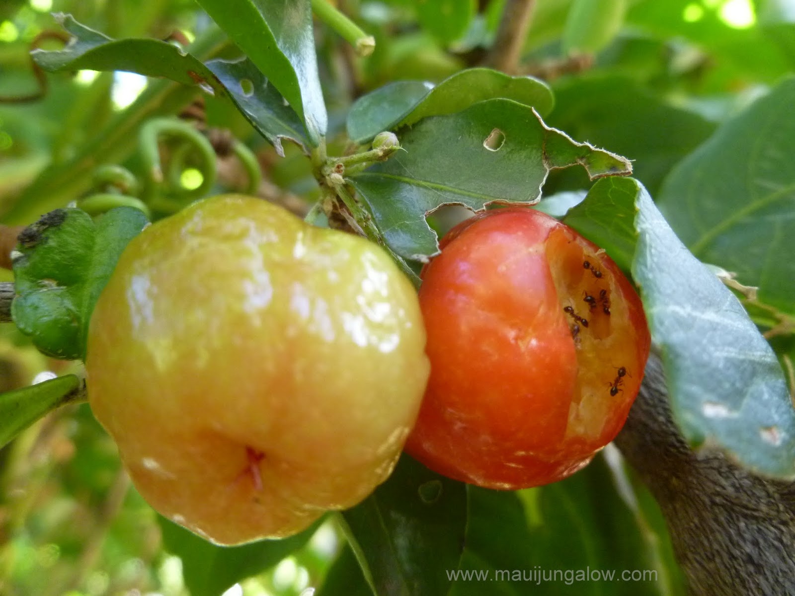 Maui Jungalow: Acerola Cherries