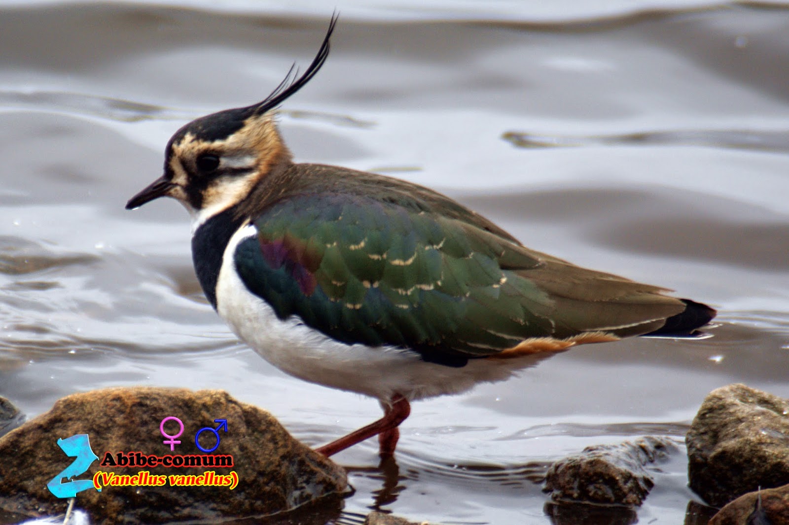 O melhor Alentejo do Mundo: Abibe